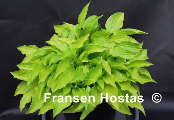 Hosta Lemon Lime - Fransen Hostas